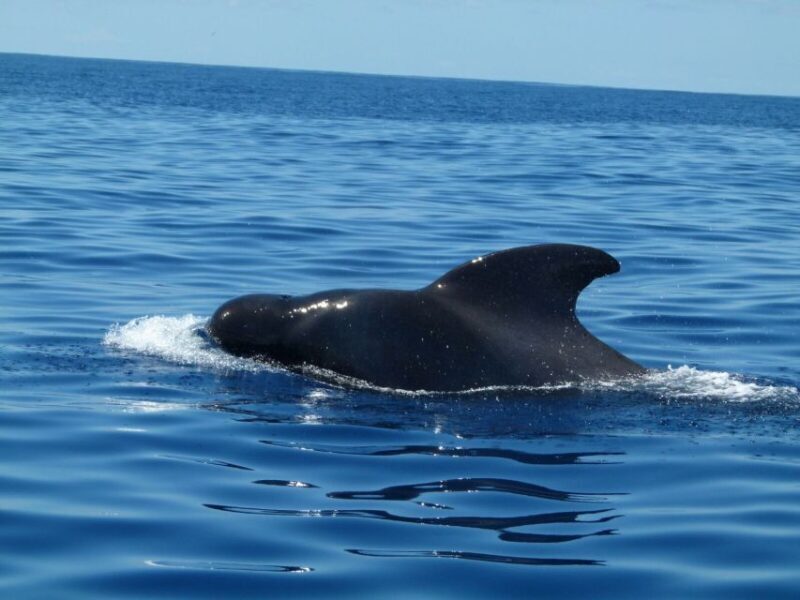 Tenerife: Sailing Excursion with Whale and Dolphin Watching - Frequently Asked Questions