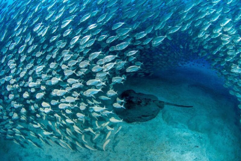 Tenerife: Scuba Diving Experience for Every Level - Key Points