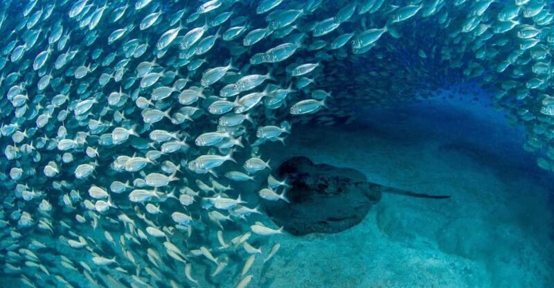 Tenerife: Scuba Diving Experience for Every Level - What to Expect from the Experience