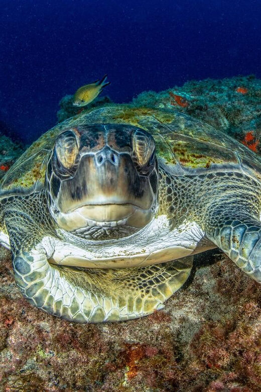 Tenerife: Scuba Diving Experience for Every Level - Reviews in Brief