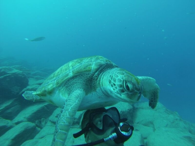 Tenerife: Scuba Diving for Certified Divers in Tenerife - The Experience: What You Can Expect