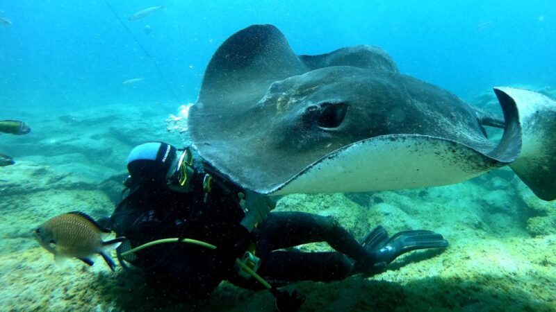 Tenerife: Scuba Diving for Certified Divers in Tenerife - Frequently Asked Questions
