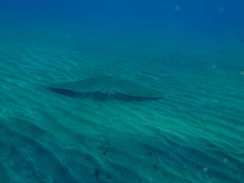 Tenerife Scuba Diving for Certified Divers - Analyzing the Experience: What You Can Expect