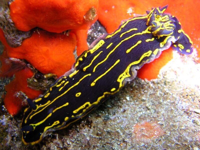Tenerife Scuba Diving for Certified Divers - The Sum Up