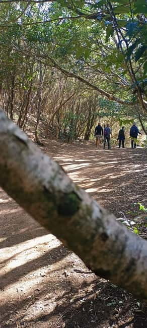 Tenerife: Senderismo Anaga, Bosque Mágico, Reserva Biosfera - Discovering the Magic of Anaga’s Forests