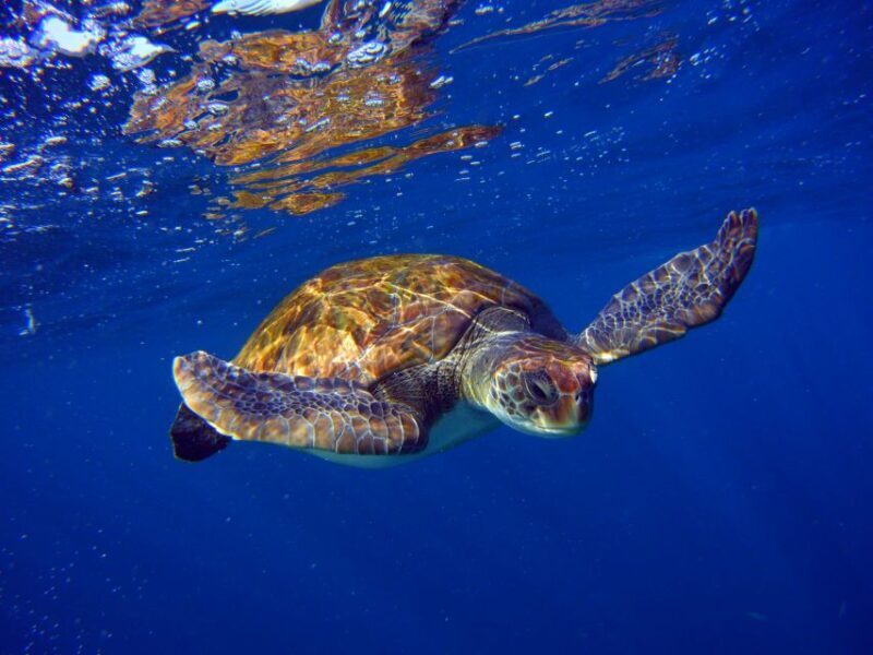 Tenerife: Snorkel with Turtles - Tenerife: Snorkel with Turtles — An Underwater Adventure Worth Trying