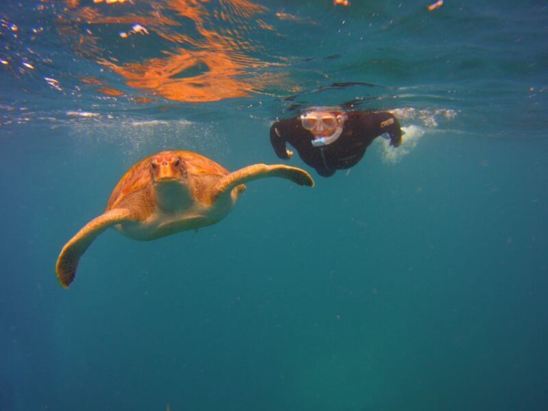 Tenerife: Snorkel with Turtles - What You Get for the Price