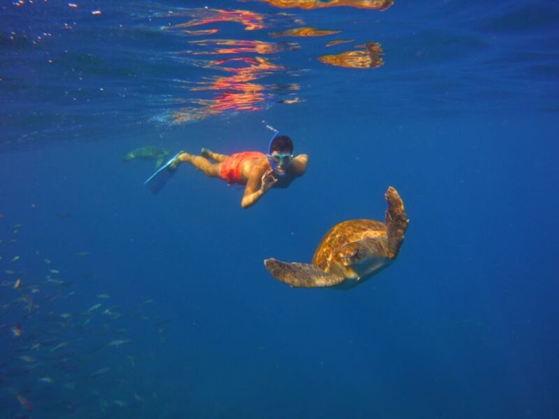 Tenerife: Snorkel with Turtles - The Sum Up: Who Will Love This Tour?