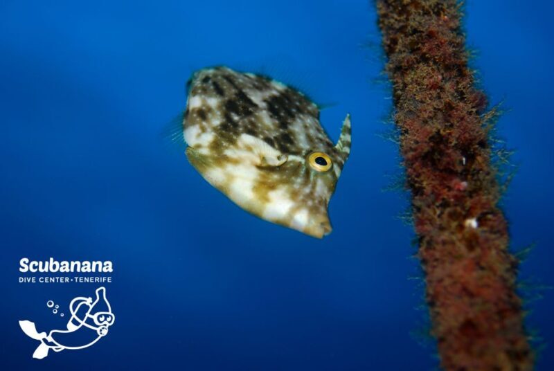 Tenerife: Snorkeling Equipment Rental in Radazul - The Practicalities: What You Should Know
