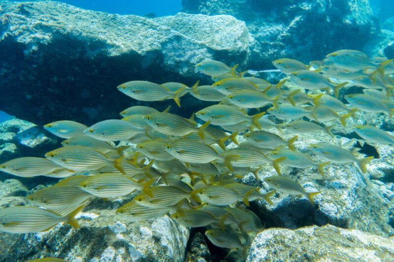 Tenerife: Snorkeling Equipment Rental in Radazul - Who Is This Experience Best For?