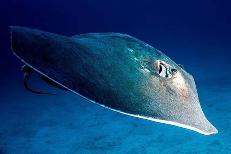 Tenerife: Snorkeling to look for Turtles and Rays - Key Points