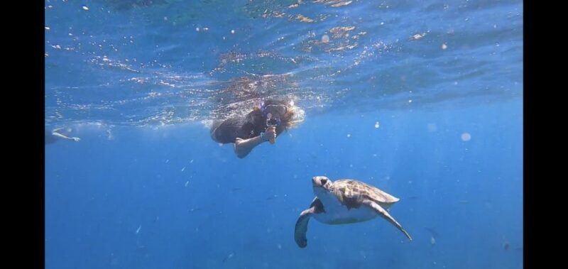 Tenerife: Snorkeling Trip in a Turtle Habitat - Tenerife: Snorkeling Trip in a Turtle Habitat