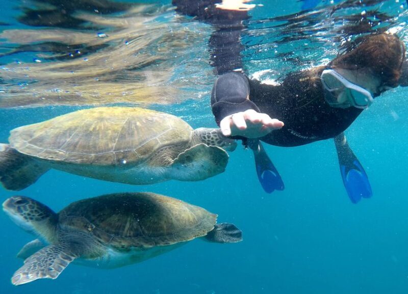 Tenerife: Snorkeling Trip in a Turtle Habitat - An Honest Look at the Experience