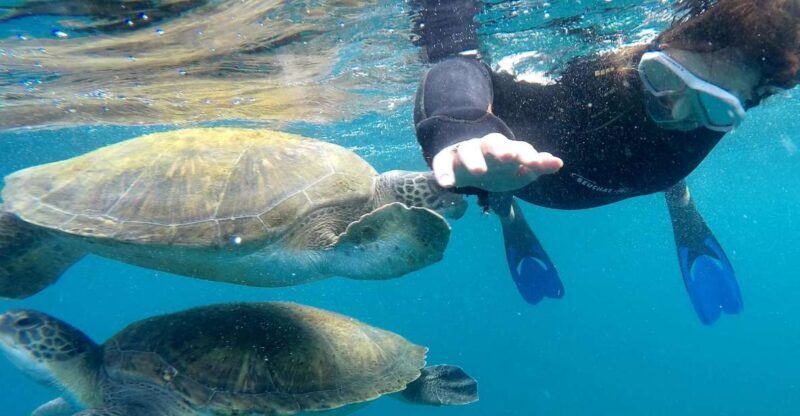 Tenerife: Snorkeling Trip in a Turtle Habitat - Highlighted Testimonials and Authentic Insights