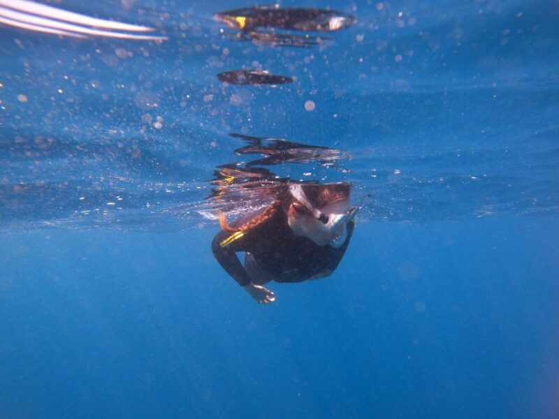Tenerife: Snorkeling Trip in a Turtle Habitat - Practical Tips for Future Participants