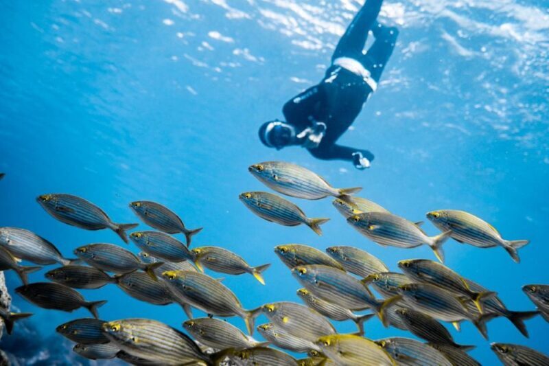 Tenerife : Snorkeling underwater with freediving Instructor - The Itinerary: Step-by-Step Overview