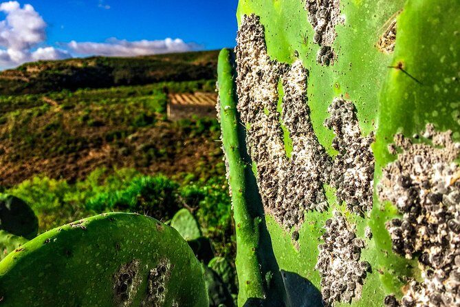 Tenerife South Private Tour: Secrets of the Volcanoes - What’s Included and What’s Not