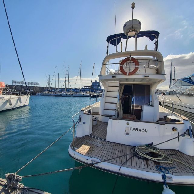 Tenerife south: safari with luxury boat , animals encounters - The Experience in Detail