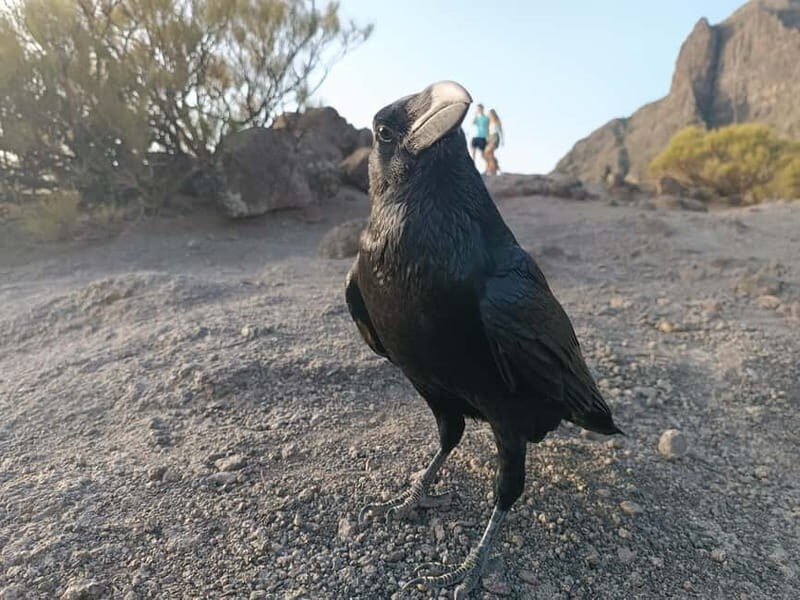 Tenerife: Teide, Masca, Garachico, and Sunset Exclusive Tour - How Valued Is the Experience?