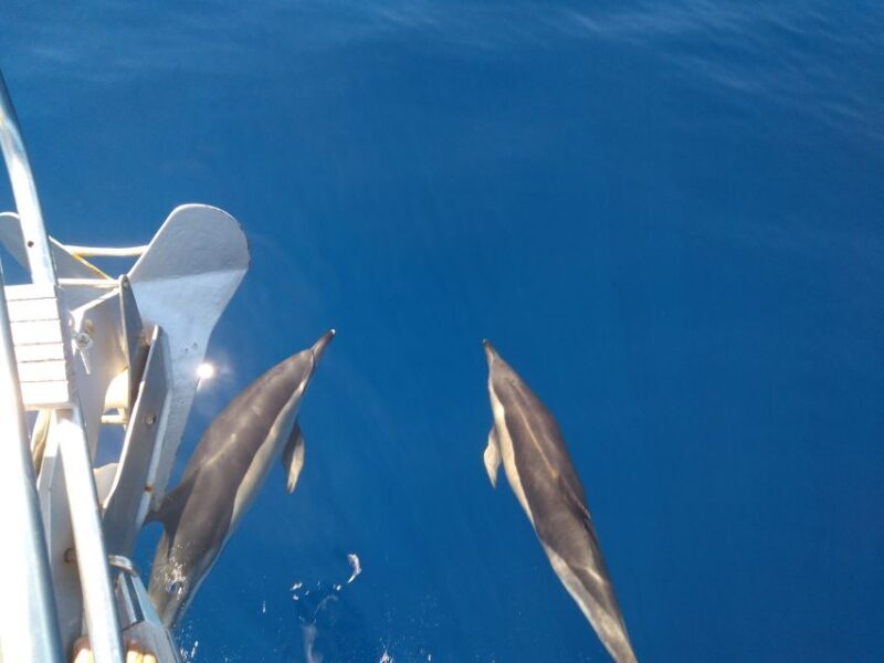 Tenerife: Teide National Park and Dolphins Sailboat Tour - What Reviewers Say About the Experience