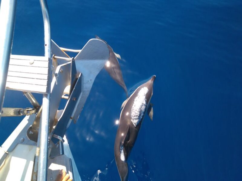 Tenerife: Teide National Park and Dolphins Sailboat Tour - Final Thoughts: Is This Tour Right for You?
