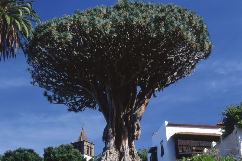Tenerife: Teide National Park Full-Day Tour with Pickup - The Transport and Guide
