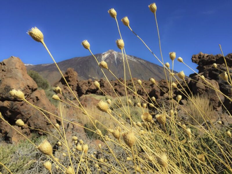 Tenerife: Teide National Park & Teno Rural Park Private Tour - FAQ