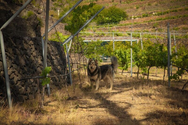 Tenerife: Tour of an Organic Vineyard with Tasting & Snacks - Exploring the Heart of Tenerife’s Organic Vineyard Tour