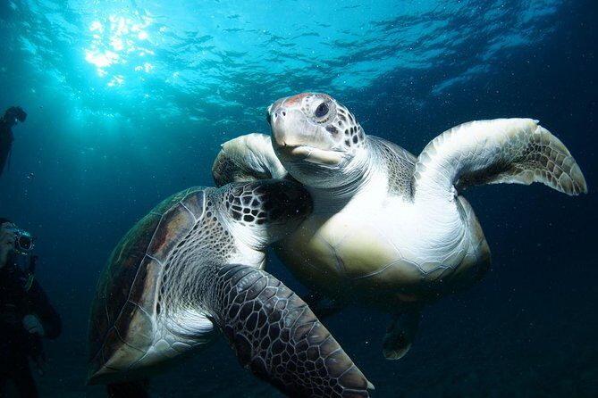Tenerife Turtle and Snorkel Tour from Costa Adeje - Tenerife Turtle and Snorkel Tour from Costa Adeje: An Authentic Underwater Adventure