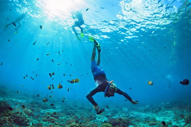 Tenerife Turtle and Snorkel Tour from Costa Adeje - Key Points