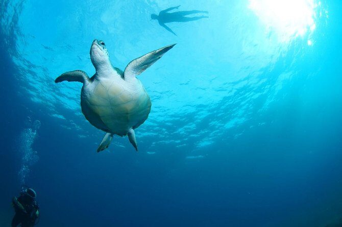 Tenerife Turtle and Snorkel Tour from Costa Adeje - Frequently Asked Questions