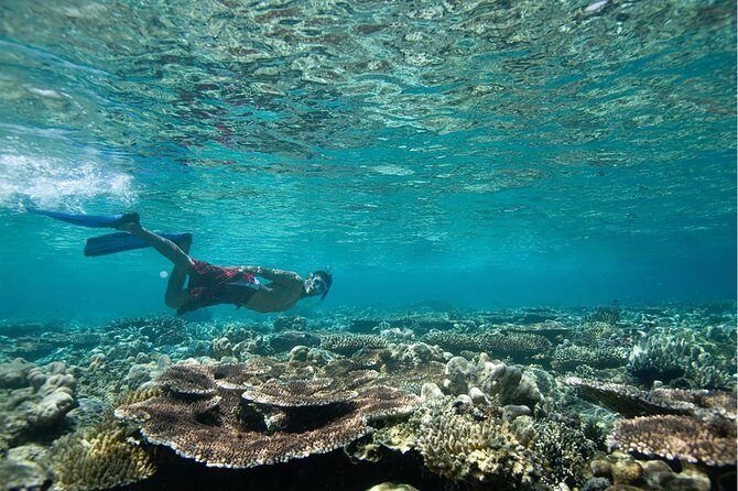 Tenerife Turtle and Snorkel Tour from Costa Adeje - Summing It All Up