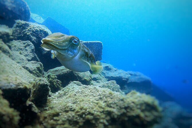 Tenerife Under The Sea - dive into 1-1 personalised experience - Key Points