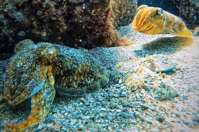 Tenerife Under The Sea - dive into 1-1 personalised experience - Practical Considerations and Tips