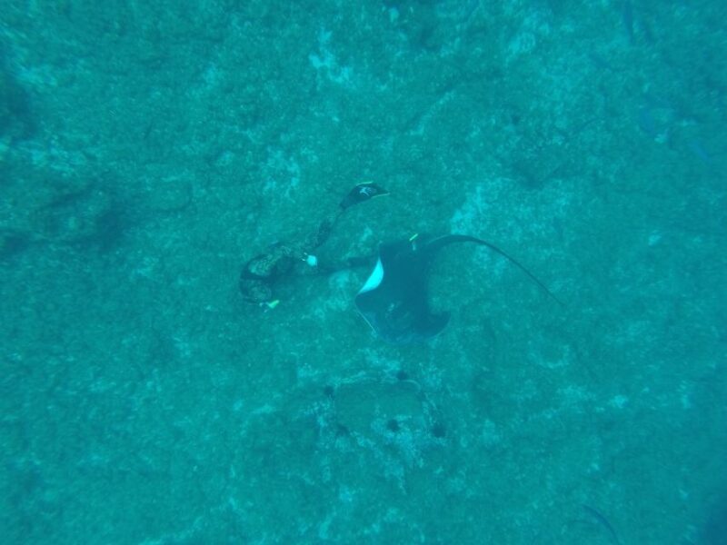 Tenerife: Underwater Lava Tongues Snorkel Excursion - The Sum Up