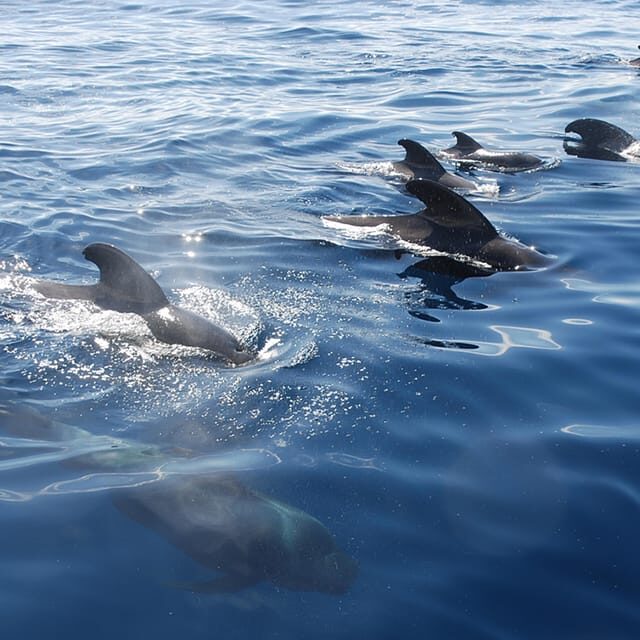 Tenerife: Whale and Dolphin Watching Boat Tour - Key Points