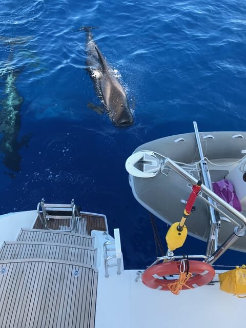 Tenerife: Whale and Dolphin Watching Boat Tour - Final Thoughts: Who Will Love This Tour?