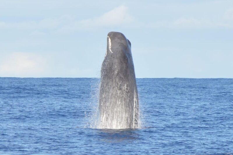 Tenerife: Whale and Dolphin Watching Boat Tour - Key Points