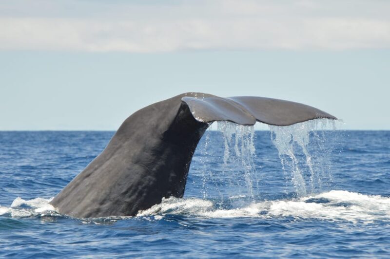 Tenerife: Whale and Dolphin Watching Boat Tour - A Closer Look at the Tenerife Whale and Dolphin Tour