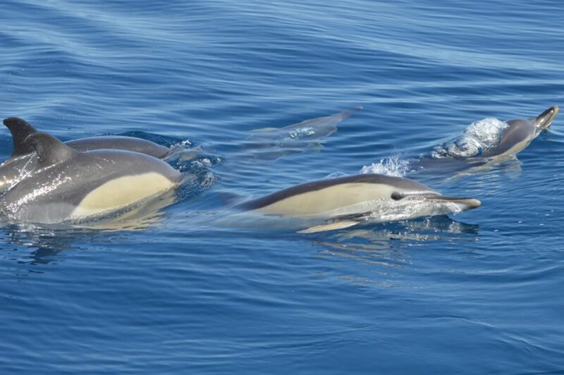 Tenerife: Whale and Dolphin Watching Boat Tour - Final Thoughts: Is It Worth It?