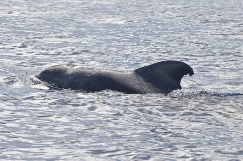 Tenerife: Whale and Dolphin Watching Boat Tour - FAQ
