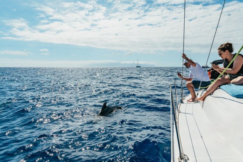 Tenerife: Whale & Dolphin Watching with Drinks and Snacks - Tenerife: Whale & Dolphin Watching with Drinks and Snacks - A Practical Guide