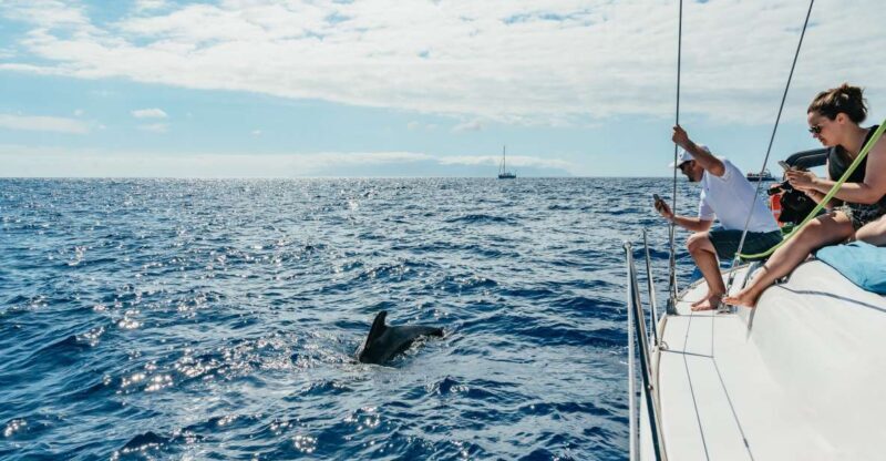 Tenerife: Whale & Dolphin Watching with Drinks and Snacks - Key Points