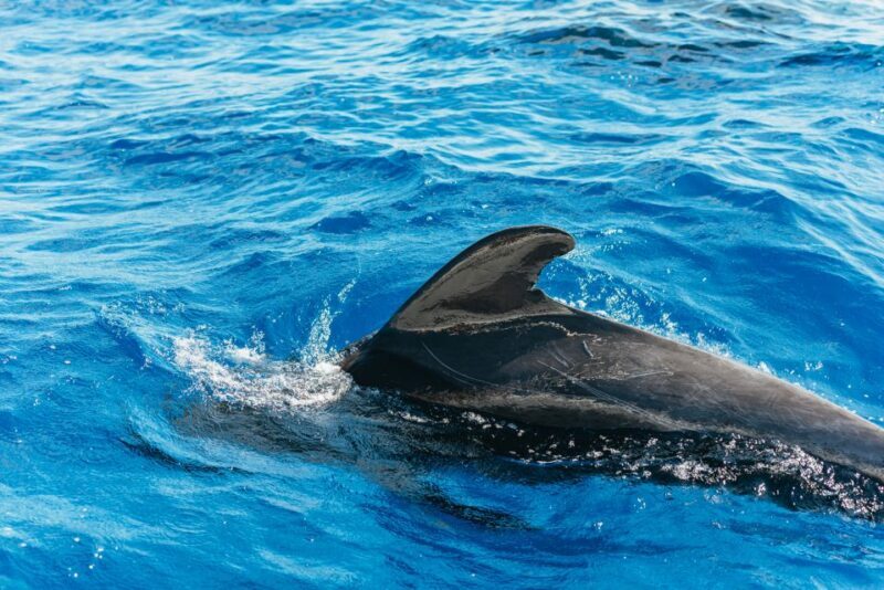 Tenerife: Whale & Dolphin Watching with Drinks and Snacks - The Breakdown: What You Need to Know