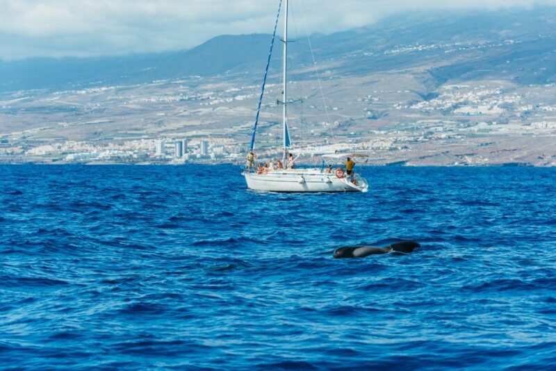 Tenerife: Whale & Dolphin Watching with Drinks and Snacks - The Sum Up: Is It Worth It?