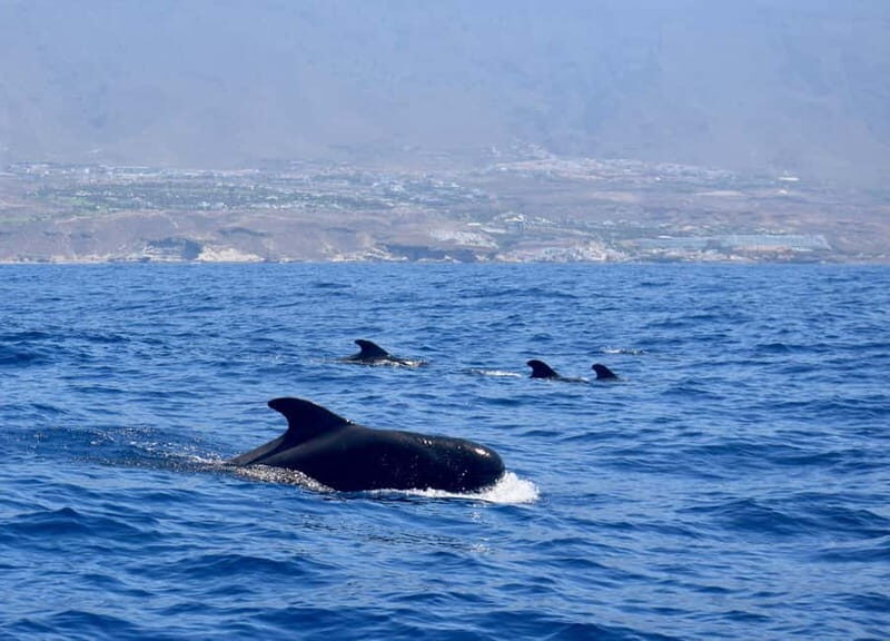 Tenerife Whale Watching and Snorkeling Yacht Trip - Highlights of the Trip