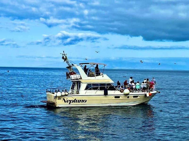 Tenerife: Whale watching tour with swim and lunch on yacht for 22 passengers - An Authentic Marine Adventure