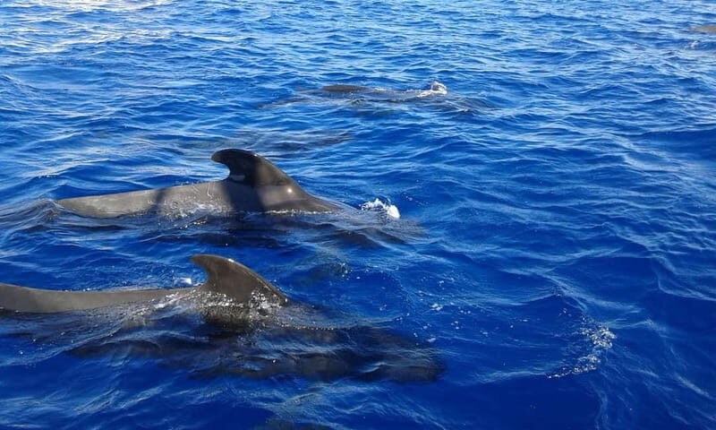 Tenerife: Whale watching tour with swim and lunch on yacht for 22 passengers - Price and Value Analysis