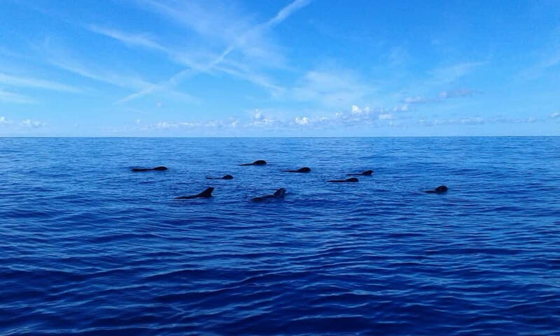 Tenerife: Whale watching tour with swim and lunch on yacht for 22 passengers - Final Thoughts