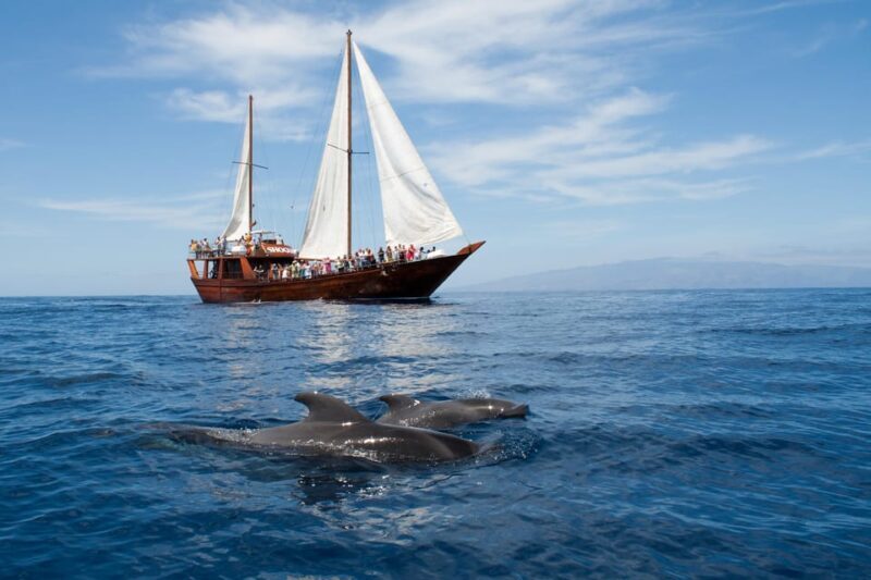 Tenerife:Respectful Whale Watching, Pirate Ship, & Swim - Key Points